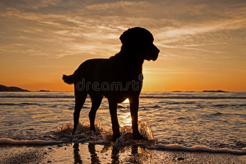 Black Labrador stock photo. Image of coast, sunset, labrador - 29592358