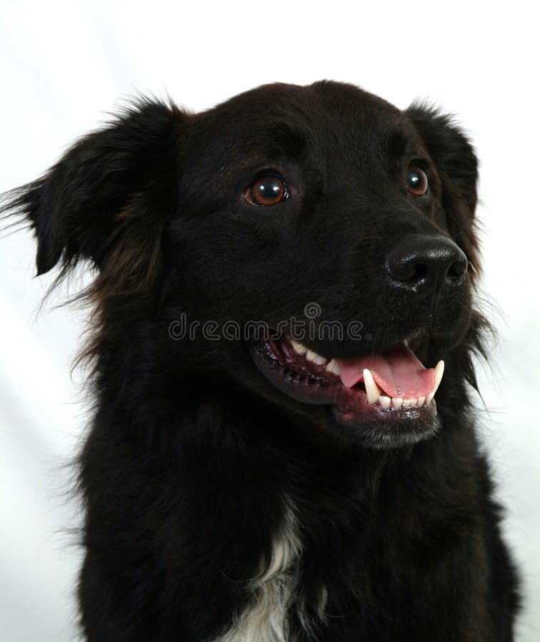 Black Labrador stock photo. Image of black, labrador, scotland - 63082