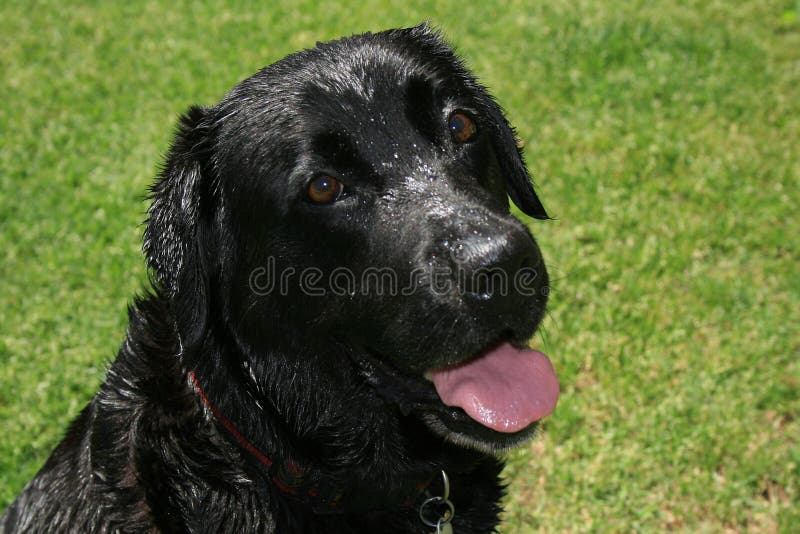 Black labrador stock image. Image of muzzle, black, bred - 7106315
