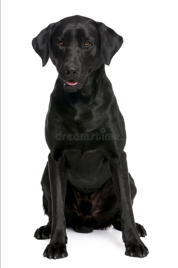 Black Labrador Retriever Looking Up at a English Bulldog Stock Photo ...