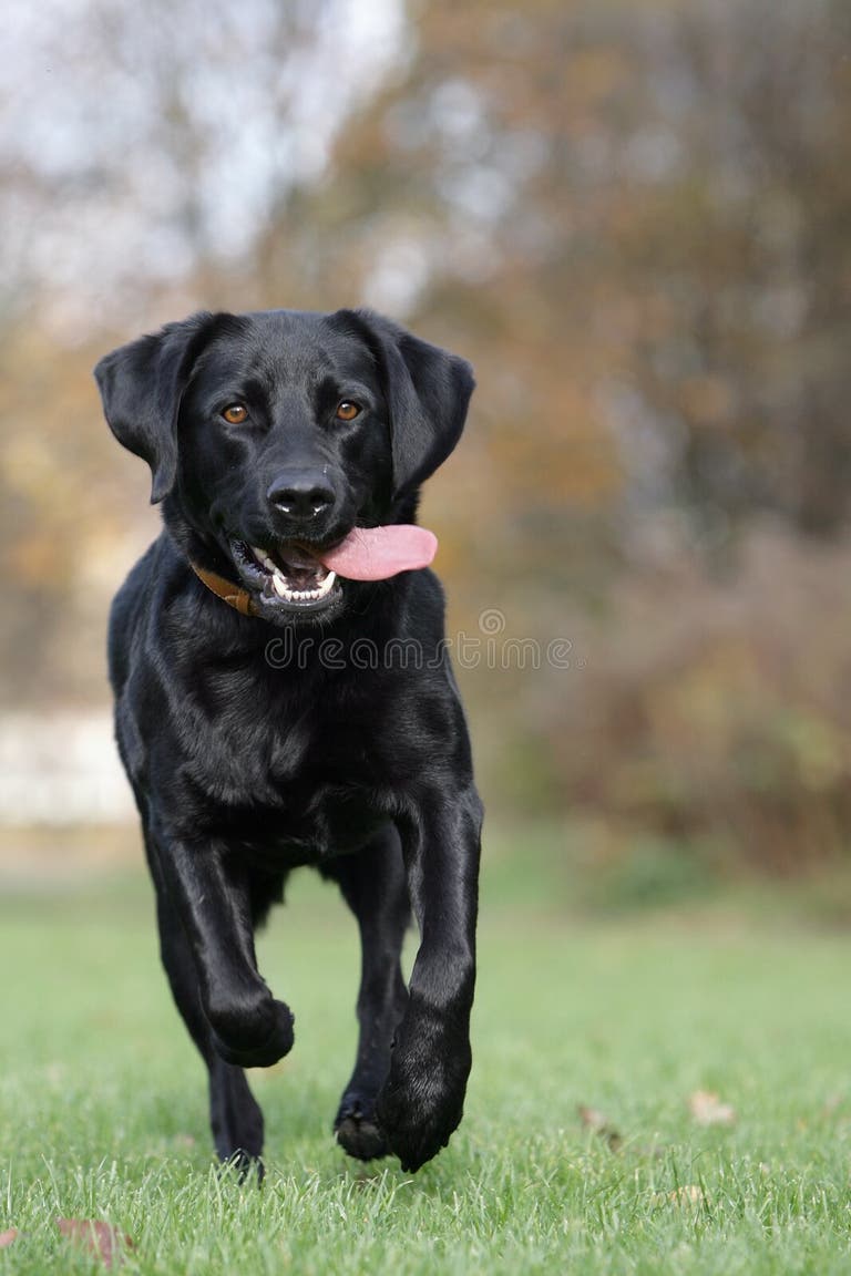 981 Smiling Black Labrador Retriever Stock Photos - Free & Royalty-Free ...