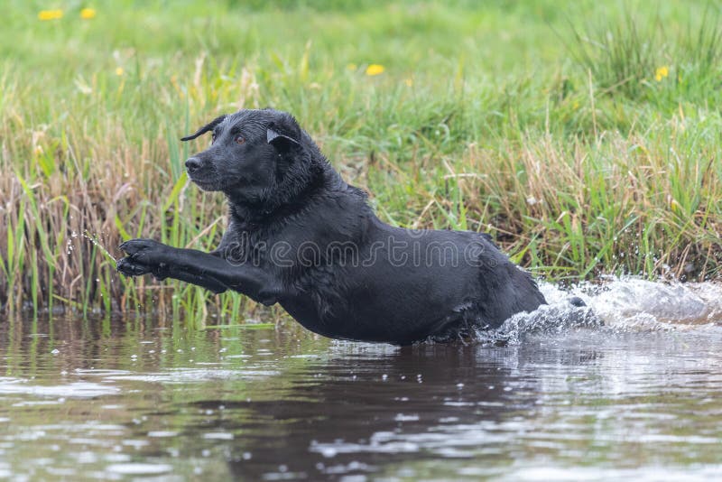 Black Labrador stock photo. Image of playing, natural - 201827214