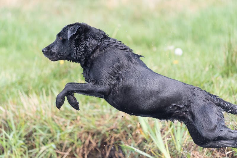 Black Labrador stock photo. Image of energetic, labrador - 205729846