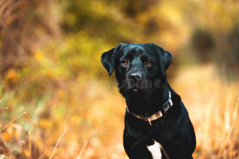 Black Labrador in the Autumn Forest Stock Image - Image of fall, park ...