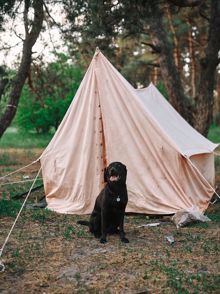 Labrador Tent Stock Photos - Free & Royalty-Free Stock Photos from ...