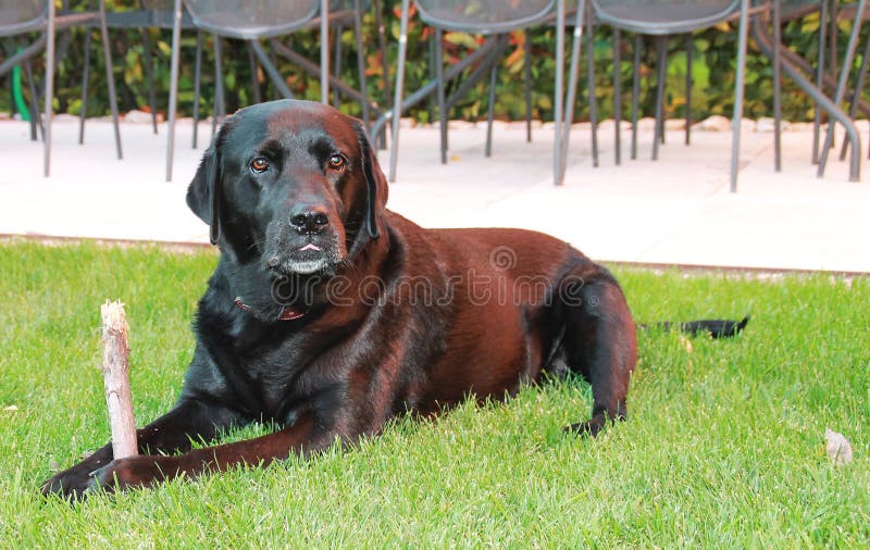 Black Labrador Biting a Stick on the Lawn Stock Image - Image of stick ...
