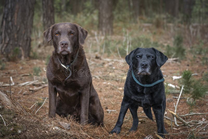 Black Labrador and a Brown Labrador Sitting in the Forest Stock Image ...