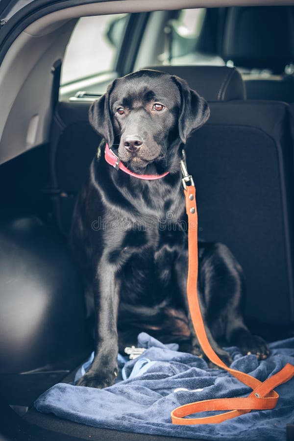 Black labrador in car stock image. Image of retriever - 35996675