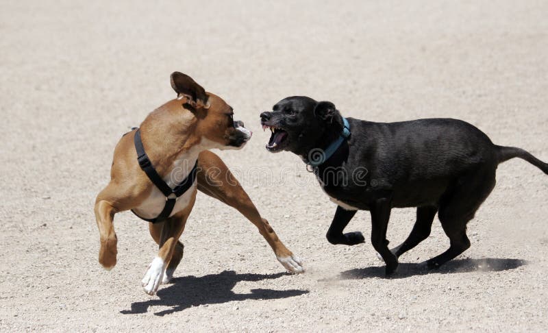Black Labrador Chasing a Boxer Stock Image - Image of friendly, smile ...
