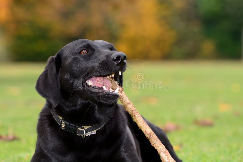 Black Labrador Chewing a Stick Stock Photo - Image of playing, cute ...