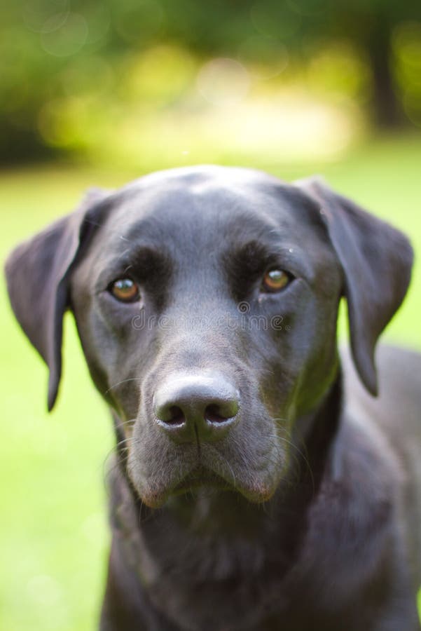 Black Labrador stock photo. Image of black, pedigree - 78617090