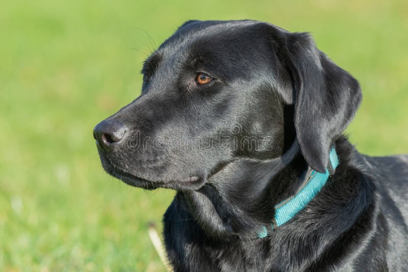 Black Labrador stock image. Image of close, portrait - 206174417