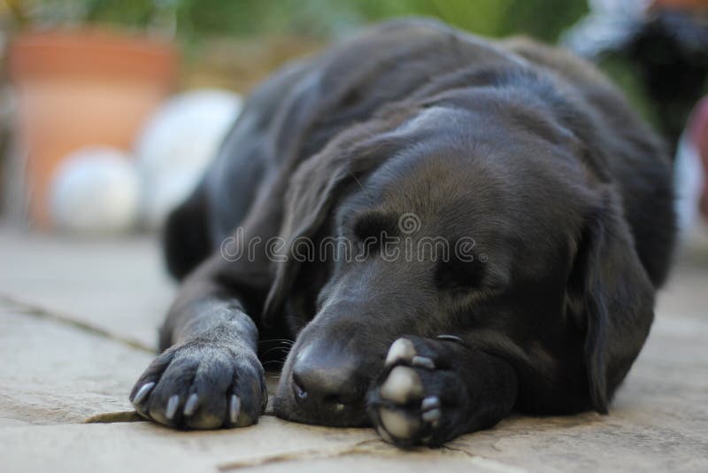 Black Labrador Dog Sleeping with Paws Outstretched Stock Photo - Image ...