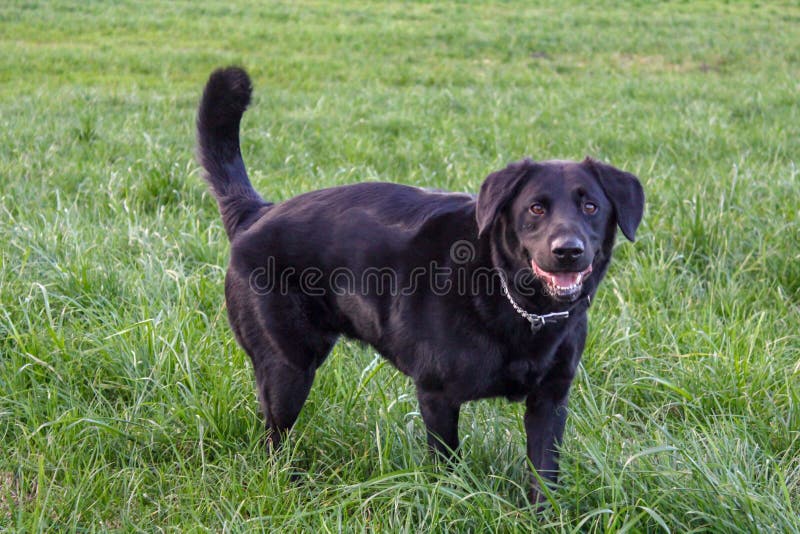 Black Labrador Collie Playing in Field Stock Image - Image of collie ...
