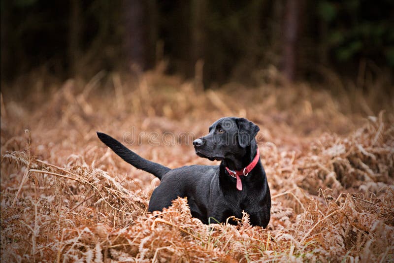 Labrador Retriever in the Field Stock Image - Image of breed, friend ...