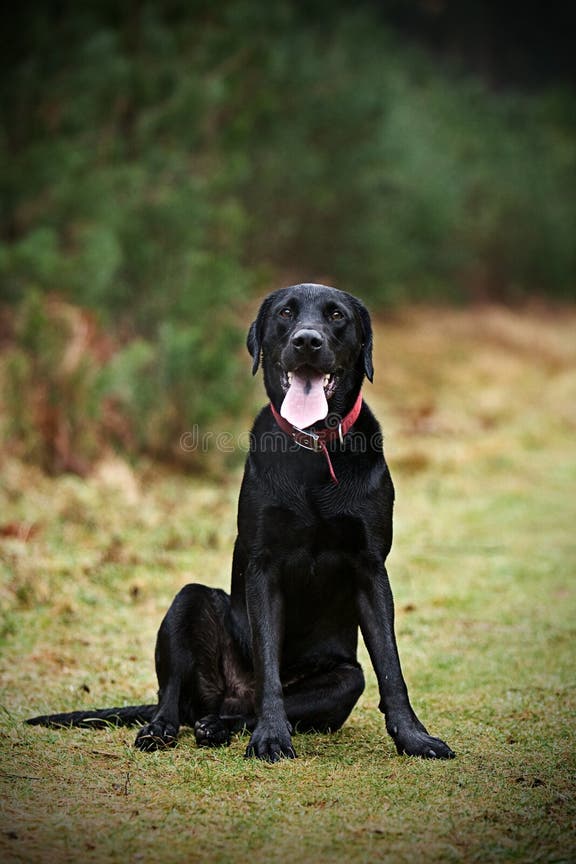 Black Labrador in Countryside Stock Photo - Image of gundog, outdoors ...