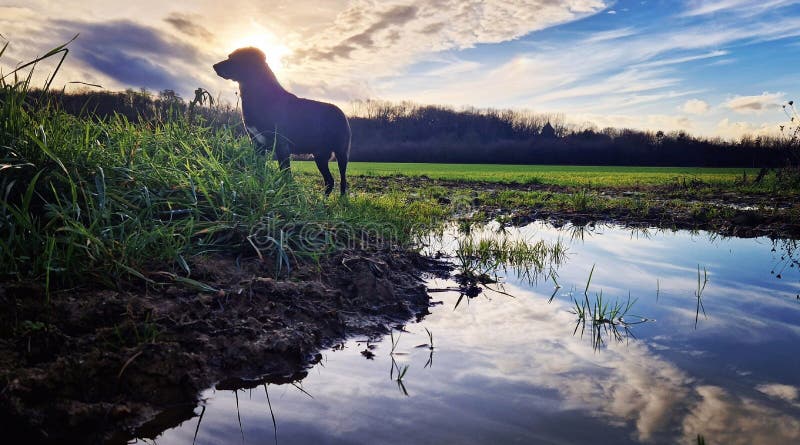 Black Labrador Dog in Alert by the Water Stock Photo - Image of clouds ...