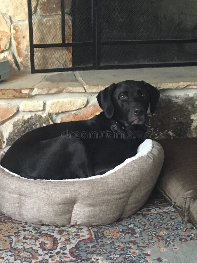 Black Labrador Dog in Bed stock image. Image of laying - 73218863