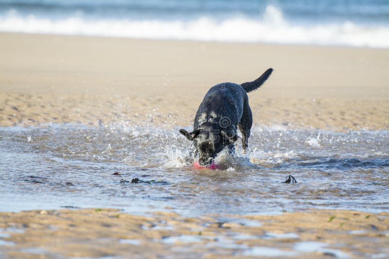 Black Labrador Dog Fetching Ball from the Sea Stock Image - Image of ...