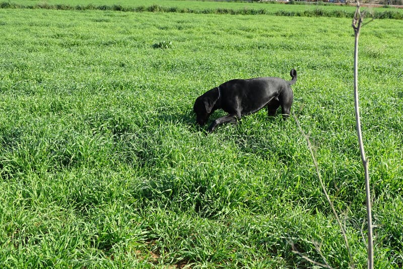 Black Labrador Dog in a Field Stock Image - Image of meadow, field ...