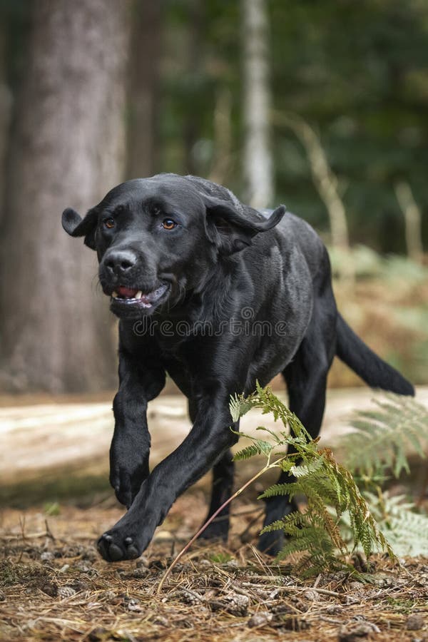 Black Labrador Dog in the Fields and Forest in the Summer Stock Photo ...