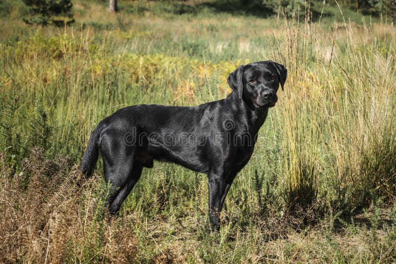 Black Labrador Dog in the Fields and Forest in the Summer Stock Photo ...