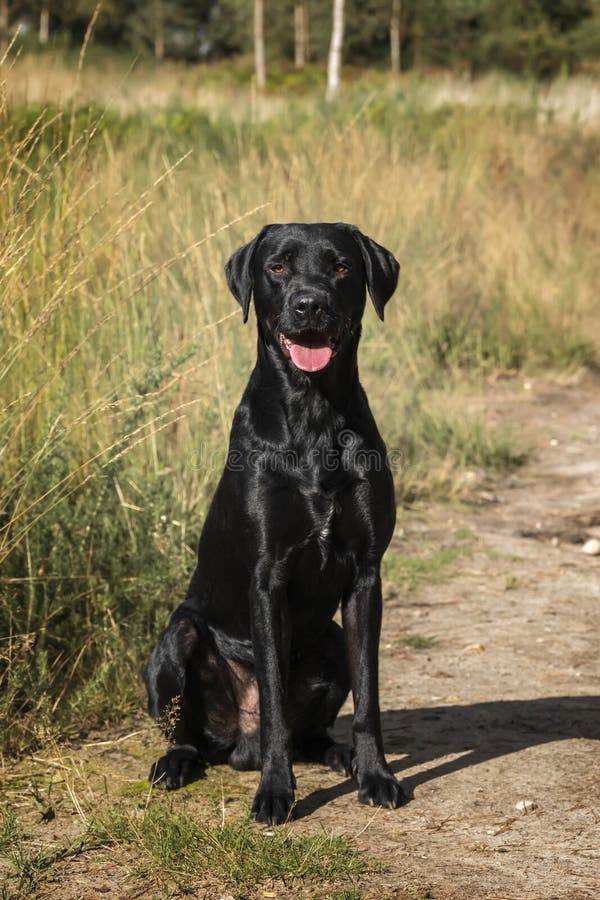 Black Labrador Dog in the Fields and Forest in the Summer Stock Image ...