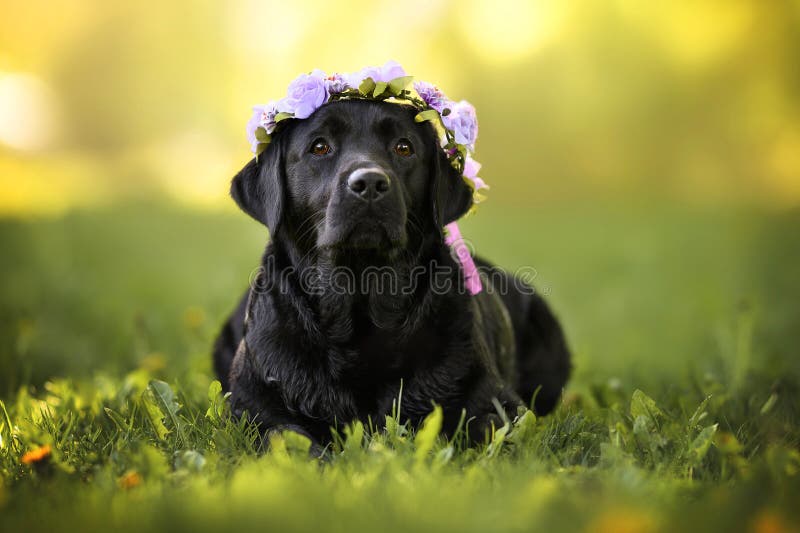 Beautiful Black Labrador Dog in a Flower Crown Lying Down on Grass ...