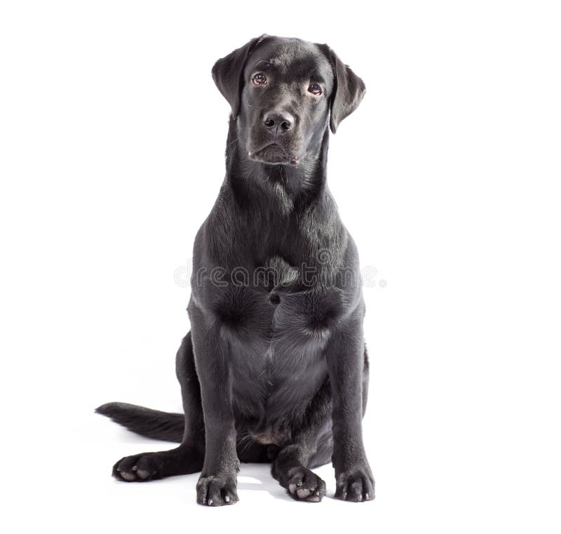 Black Labrador Dog Isolated on White Stock Photo - Image of labrador ...