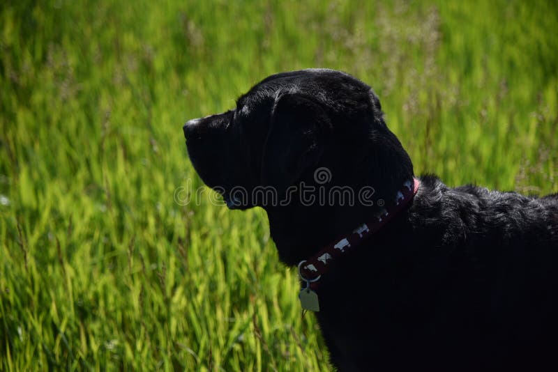 500 Black Lab Hunting Stock Photos - Free & Royalty-Free Stock Photos ...