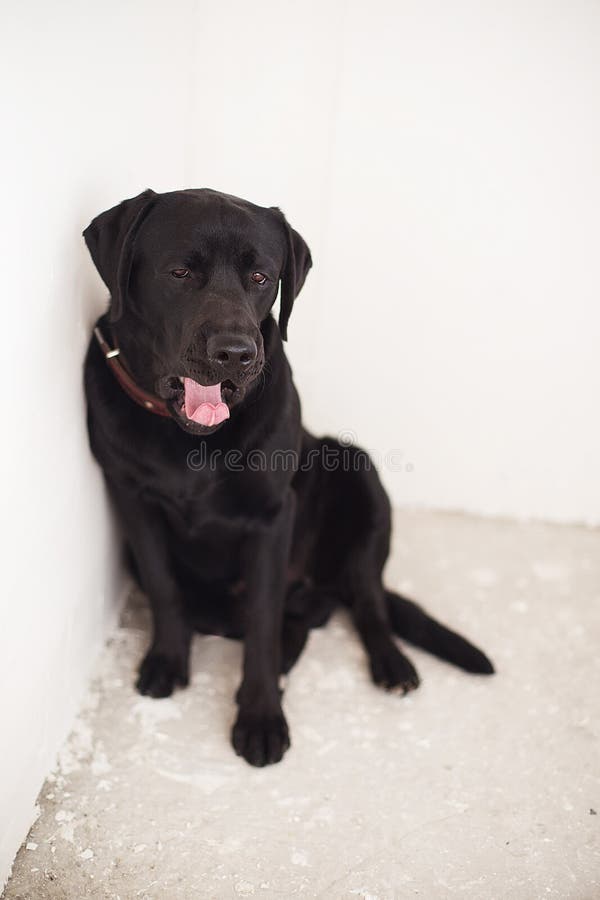 Black Labrador Dog Looking Directly at the Camera a Sad Look Stock ...