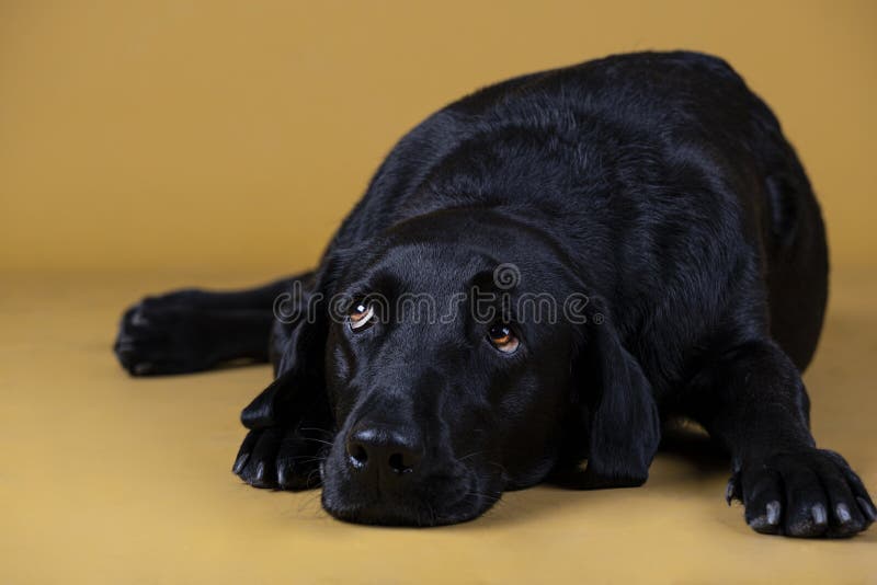 Black Labrador Dog Lying on the Floor Looking Sad Stock Photo - Image ...