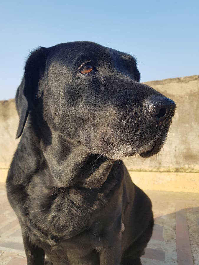 Black Labrador dog posing stock image. Image of retriever - 209558285