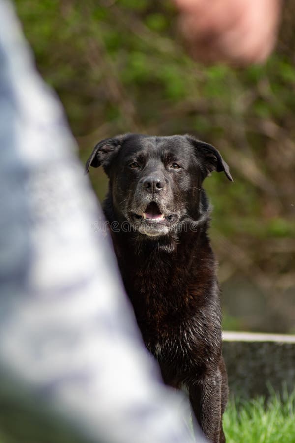 Black Labrador Dog is Patiently Waiting for Command from His Trainer ...