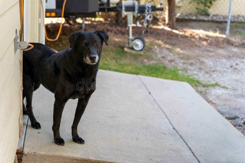 Black Labrador Dog Peeks Around the Corner As he Emerges from a Garage ...