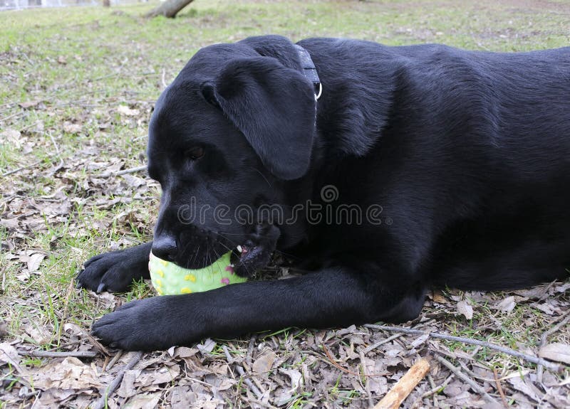 Black Labrador Dog Playing with a Ball. Stock Image - Image of cute ...