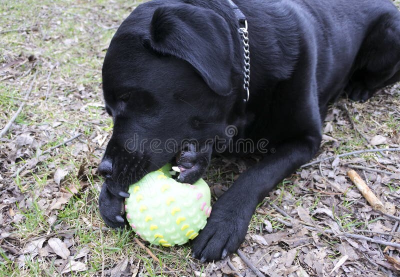 Black Labrador Dog Playing with a Ball. Stock Image - Image of cute ...
