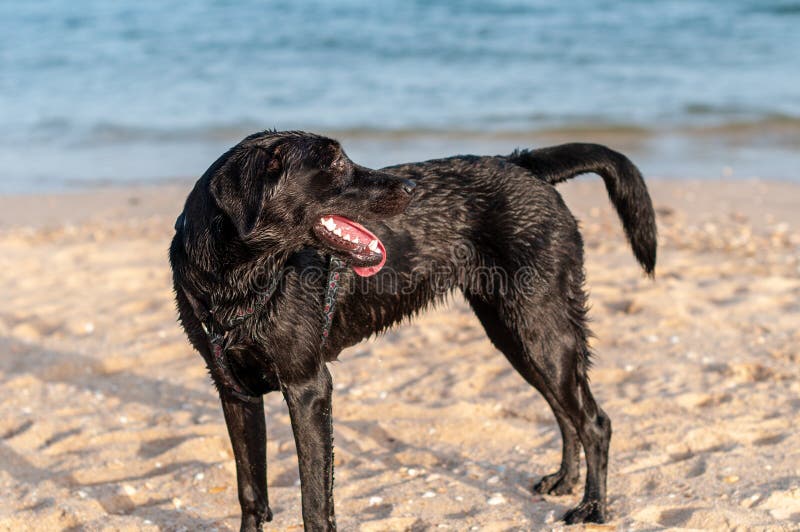 Black Labrador Dog Playing on the Beach Stock Image - Image of mammal ...