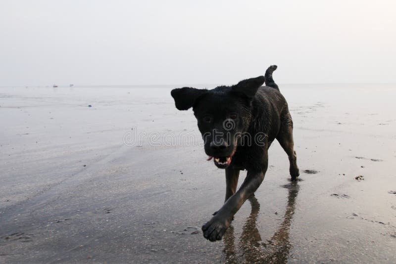 Silhouette of Black Labrador Dog Playing at the Beach Stock Image ...