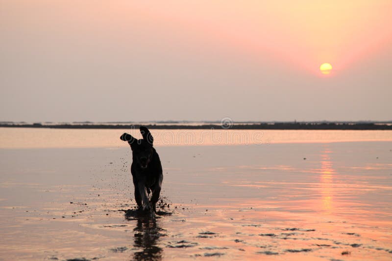 Silhouette of Black Labrador Dog Playing at the Beach Stock Photo ...