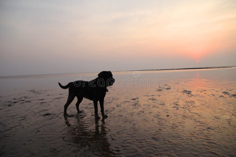Silhouette of Black Labrador Dog Playing at the Beach Stock Photo ...