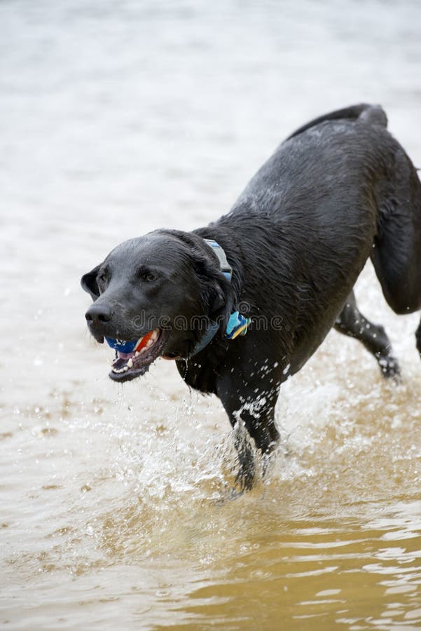 Black Labrador on Agility Ratenice Competition. Editorial Stock Image ...