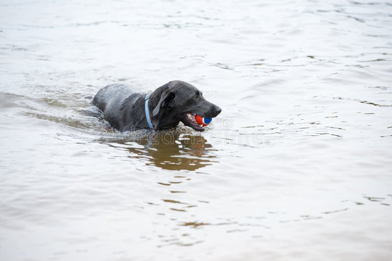 Black Labrador Dog Playing in the Water Editorial Photo - Image of park ...