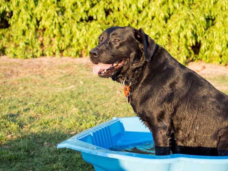 Black labrador dog in pool stock image. Image of summer - 87965363