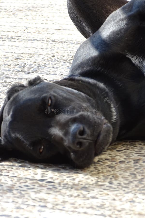 Black Labrador Dog Resting in a Terrace Stock Image - Image of terrace ...