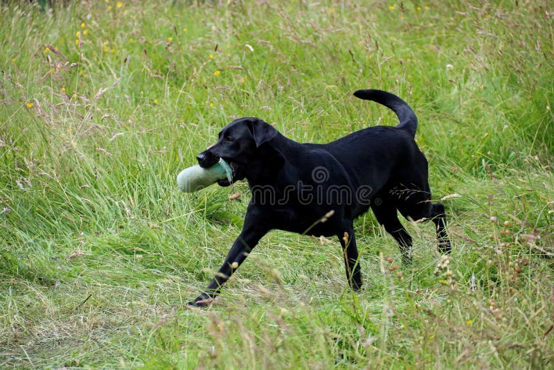 Black Labrador Retrieving a Training Dummy in a Field Stock Photo ...