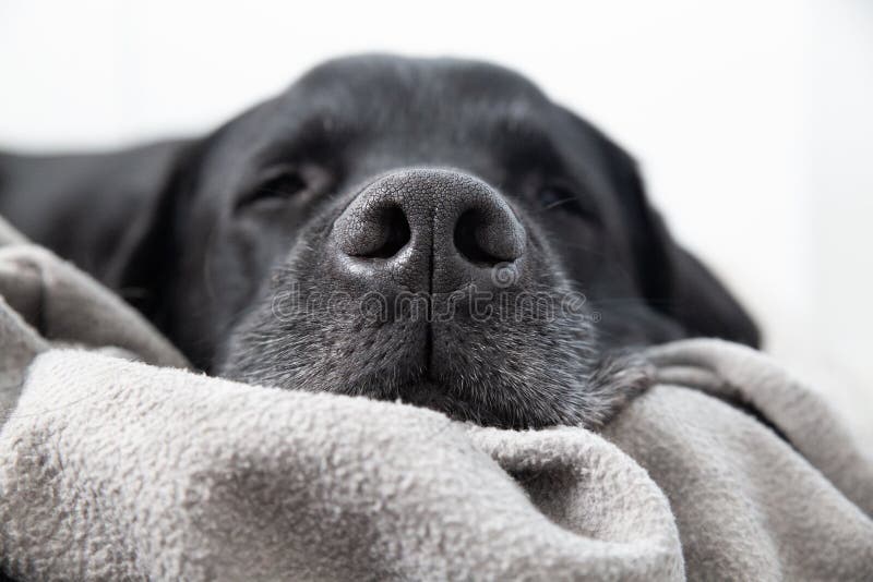 Black Labrador Dog Sleeping. Stock Photo - Image of funny, labrador ...