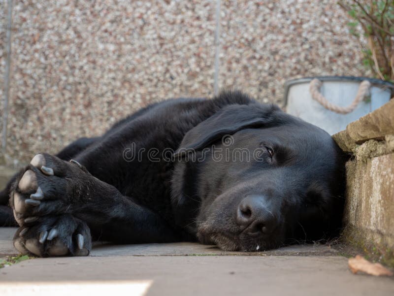 Black Labrador Dog Sleeping in Garden Stock Image - Image of purebred ...