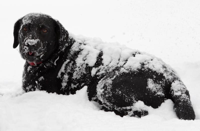 Black Labrador Dog Snow Covered Stock Image - Image of mammal, lying ...