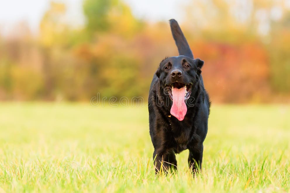 Labrador Dog Stands on the Meadow Stock Photo - Image of standing ...